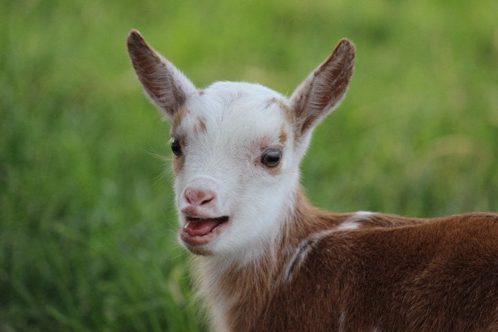 ② 3 karamel miekes — Schapen, Geiten en Varkens — 2dehands