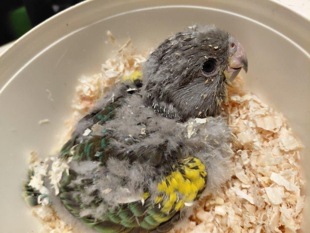 ② Jonge zelfstandig etende Meyer-papegaai. — Vogels | Parkieten en ...