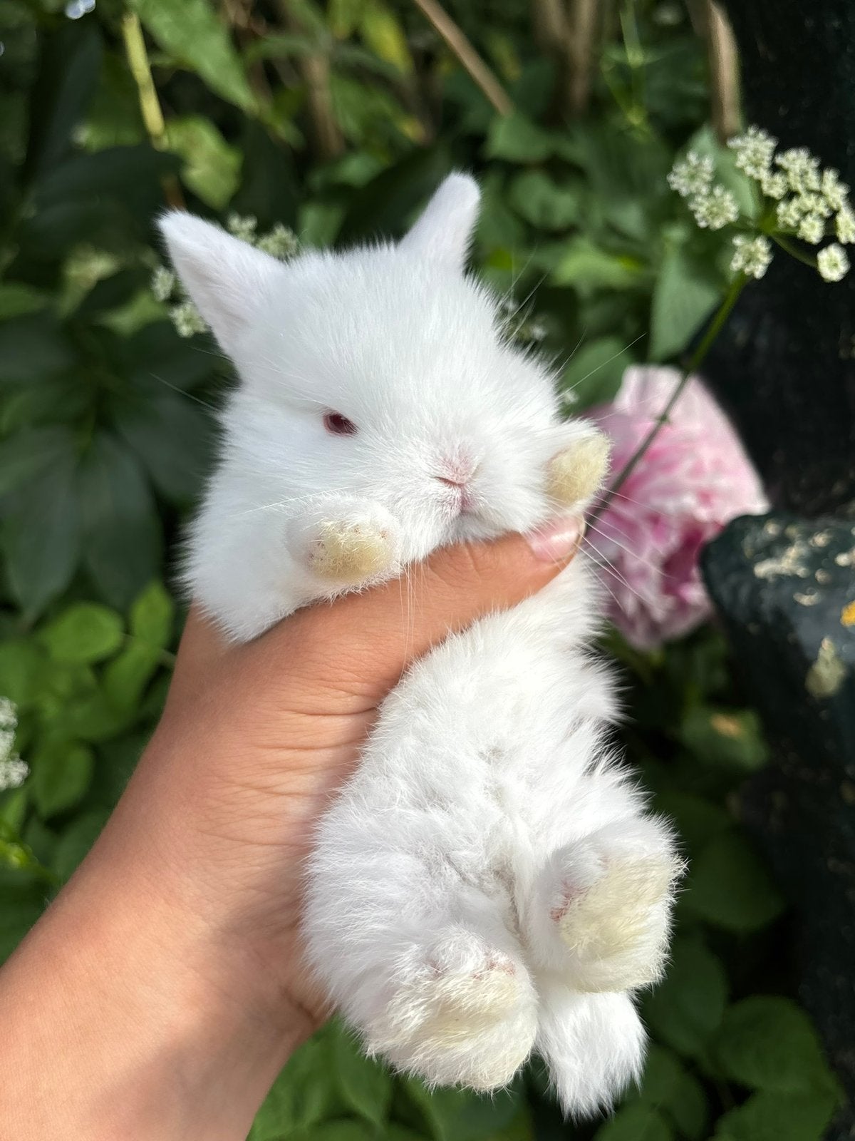 ② Lieve minilop ram (m2413840634) — Konijnen — 2dehands