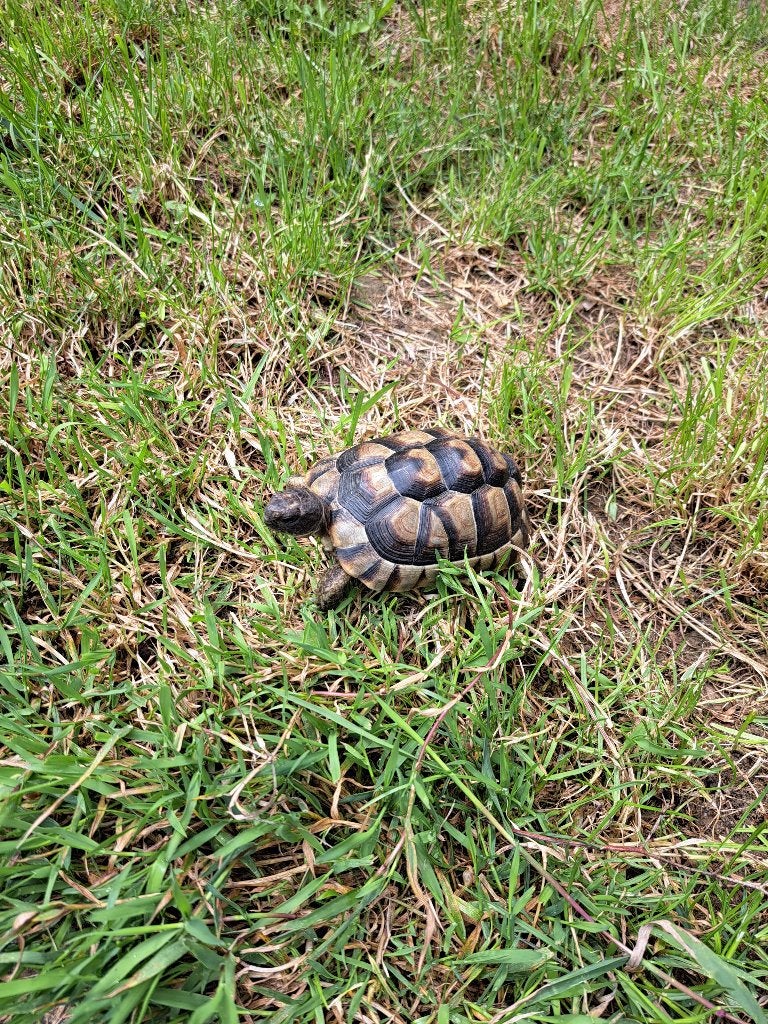 ② Tortue terrestres testudo marginata — Animaux Autre — 2ememain