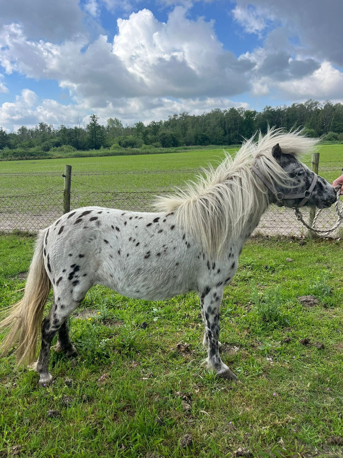 ② Appaloosa merries — Pony's — 2dehands