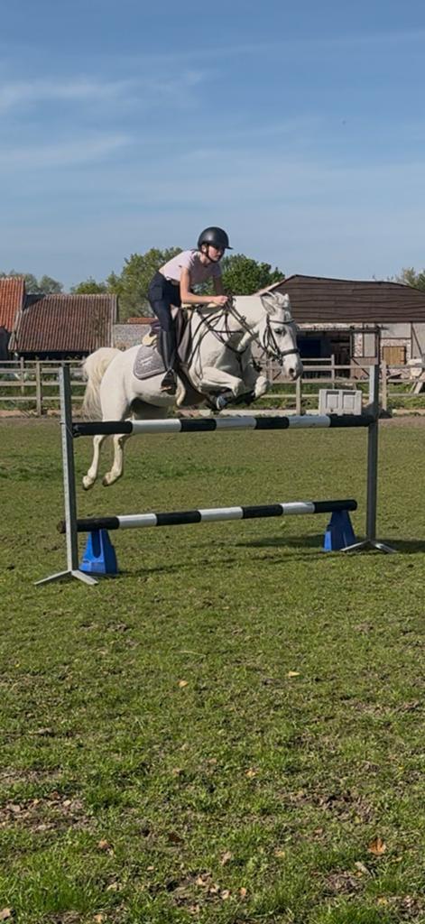 ② superlieve D-pony 9 jaar op zoek naar nieuw huisje — Pony's — 2dehands