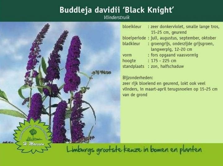 ② Vlinderstruik 'Black Knight' (m2406039388) — Plantes | Arbustes ...