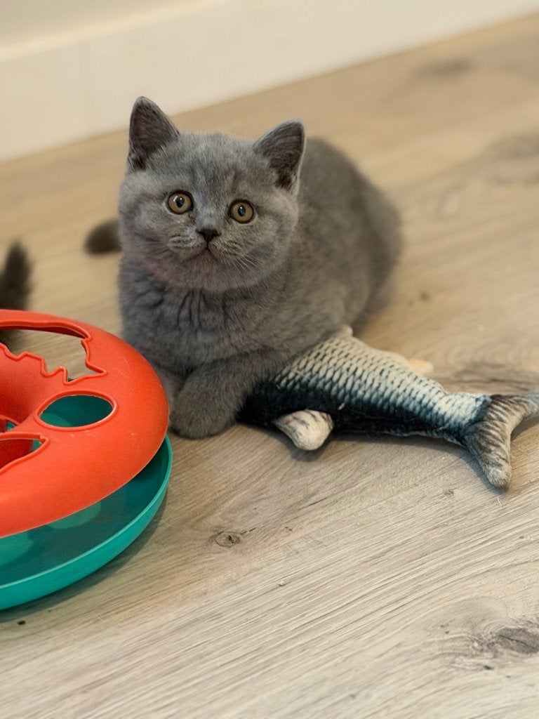 ② Britse korthaar kittens (m2407857397) — Chats & Chatons | Chats de ...