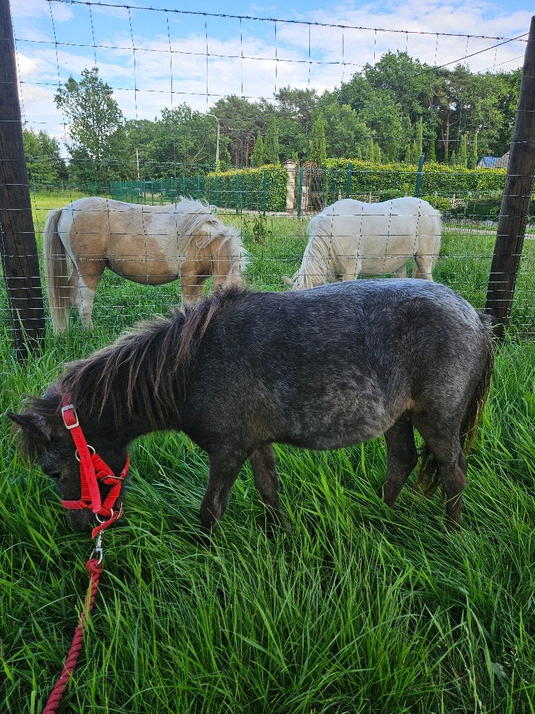 ② Mini-appaloosamerrie met stamboom — Pony's — 2dehands
