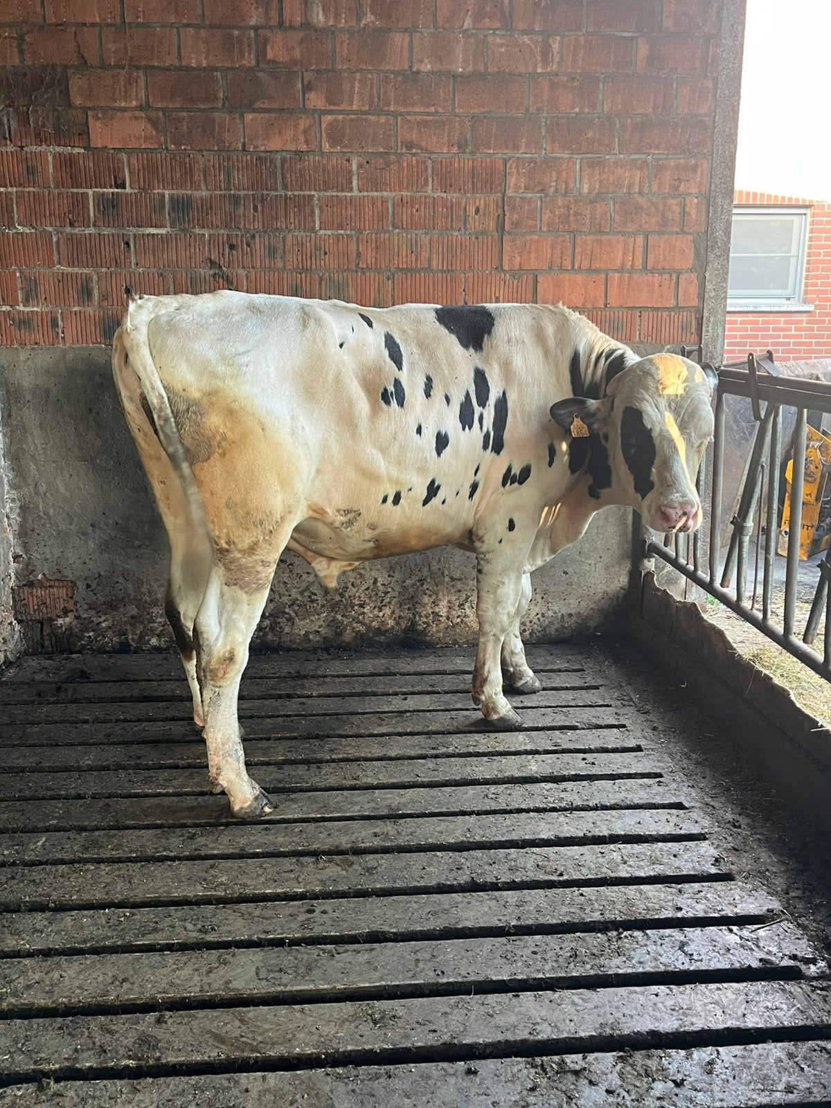 ② Melkvee dekstier te Koop uit Excellente moeder (m2406842673) — Bovins ...