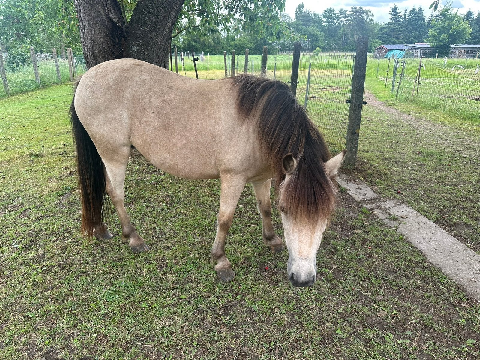 ② 3 mooie Welsch pony’s — Pony's — 2dehands