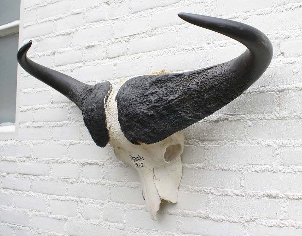 ② Schedel KAAPSE BUFFEL / KAFFER BUFFEL Oeganda 1967 (gewei ...