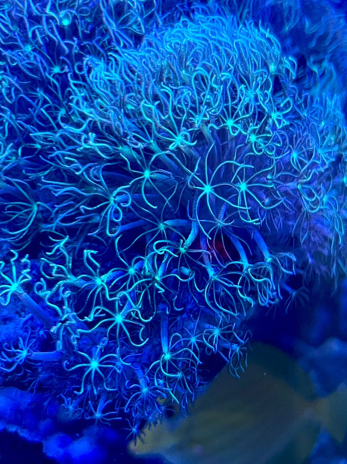 ② Orgelpijpkoraal Frags (Pipe Organ Coral) — Vissen | Aquariumvissen ...
