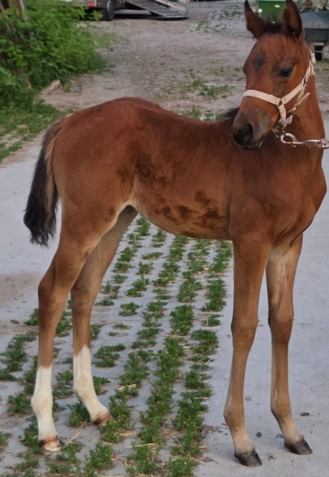 ② Lief merrieveulen quarab (arabier x quarter) — Pony's — 2dehands