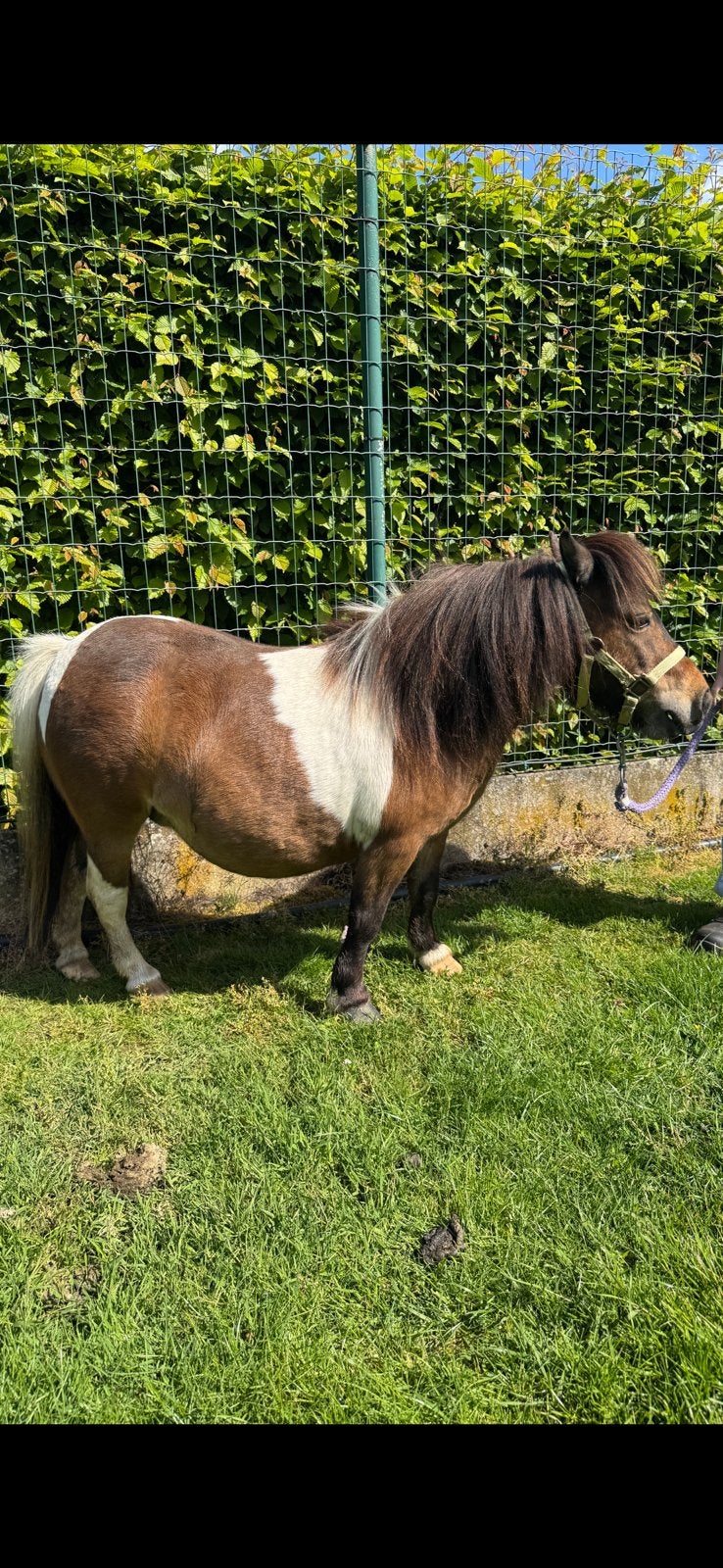 ② Kinder pony 72 cm — Pony's — 2dehands