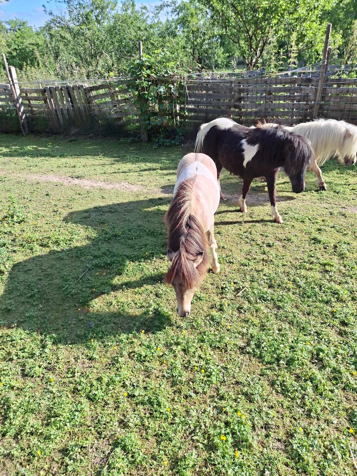 ② Mini mini schetlanders — Pony's — 2dehands