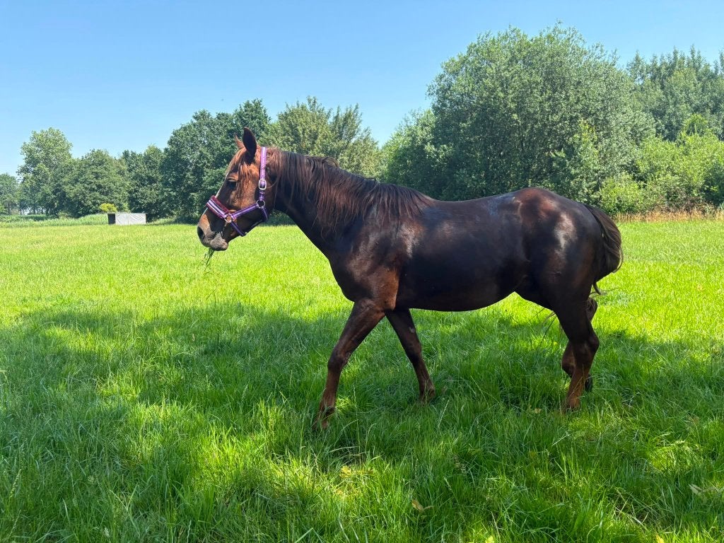 ② Zeer lieve Ruin (m2413785238) — Pony's — 2dehands