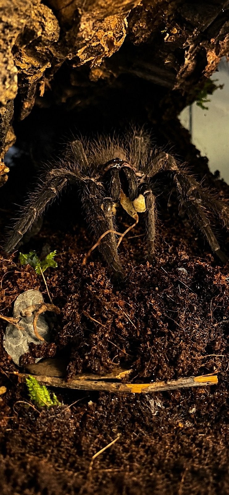 ② Lasiodora Parahybana salmon pink bird eater sling tarantula ...