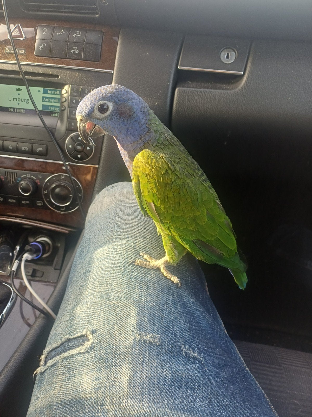 ② Mega tamme pionus menstruus — Vogels | Parkieten en Papegaaien — 2dehands