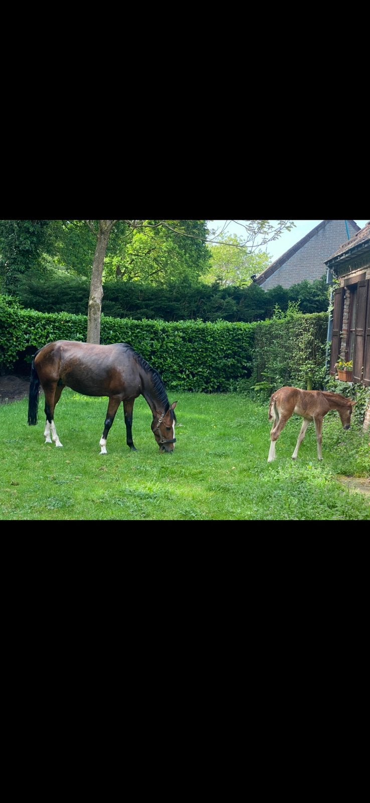 ② Brave, veelzijdige D-pony merrie te koop (m2407696085) — Poneys ...