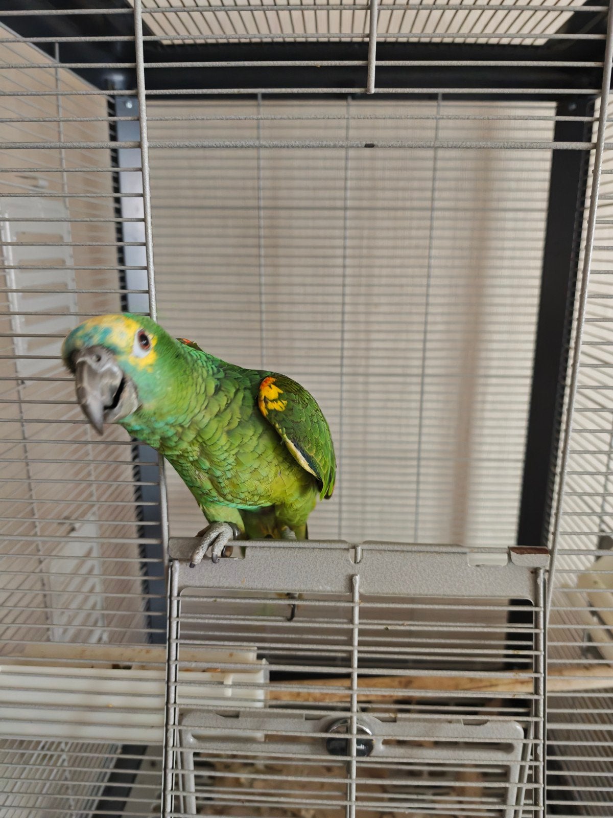 ② Te koop: Amazonepapegaai 2024 inclusief ruime kooi — Vogels ...