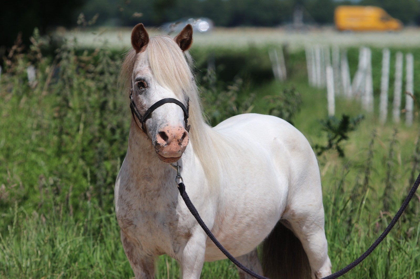 ② Prachtige , lieve vos few spot ruin — Pony's — 2dehands