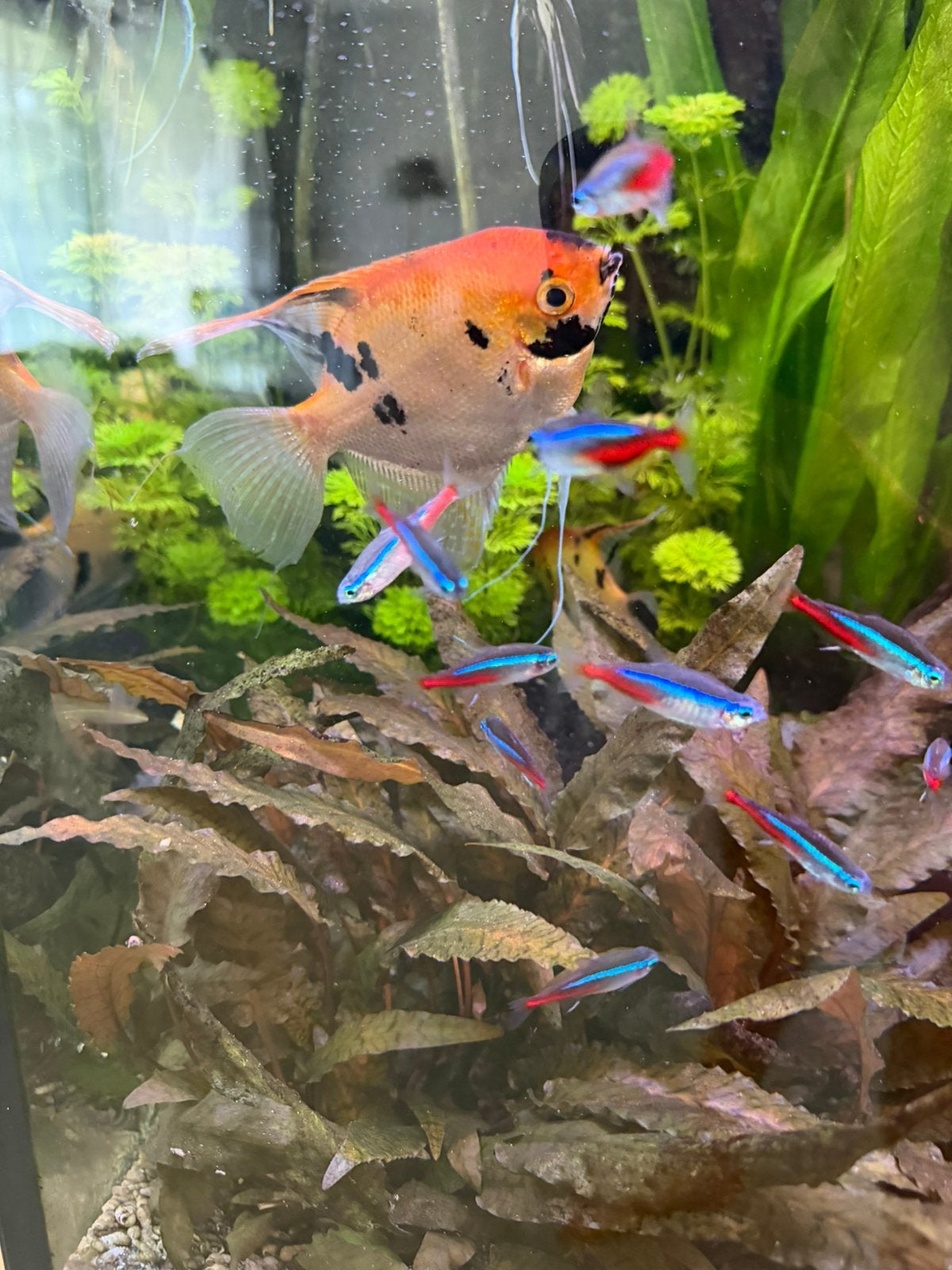 ② 4 maanvissen + 1 diamant gourami — Vissen | Aquariumvissen — 2dehands
