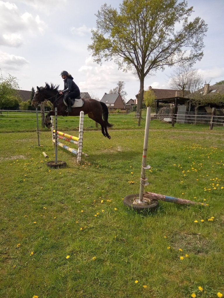 ② PAARD merrie 4 jaar ,top afstamming springpaarden ZADELMAK — Pony's ...