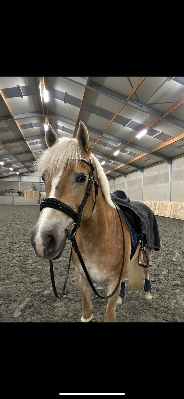 ② Hoofdstel Cob te koop — Paarden — 2dehands