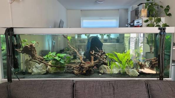 ② Aquarium 220x70x50 — Vissen | Aquariumvissen — 2dehands