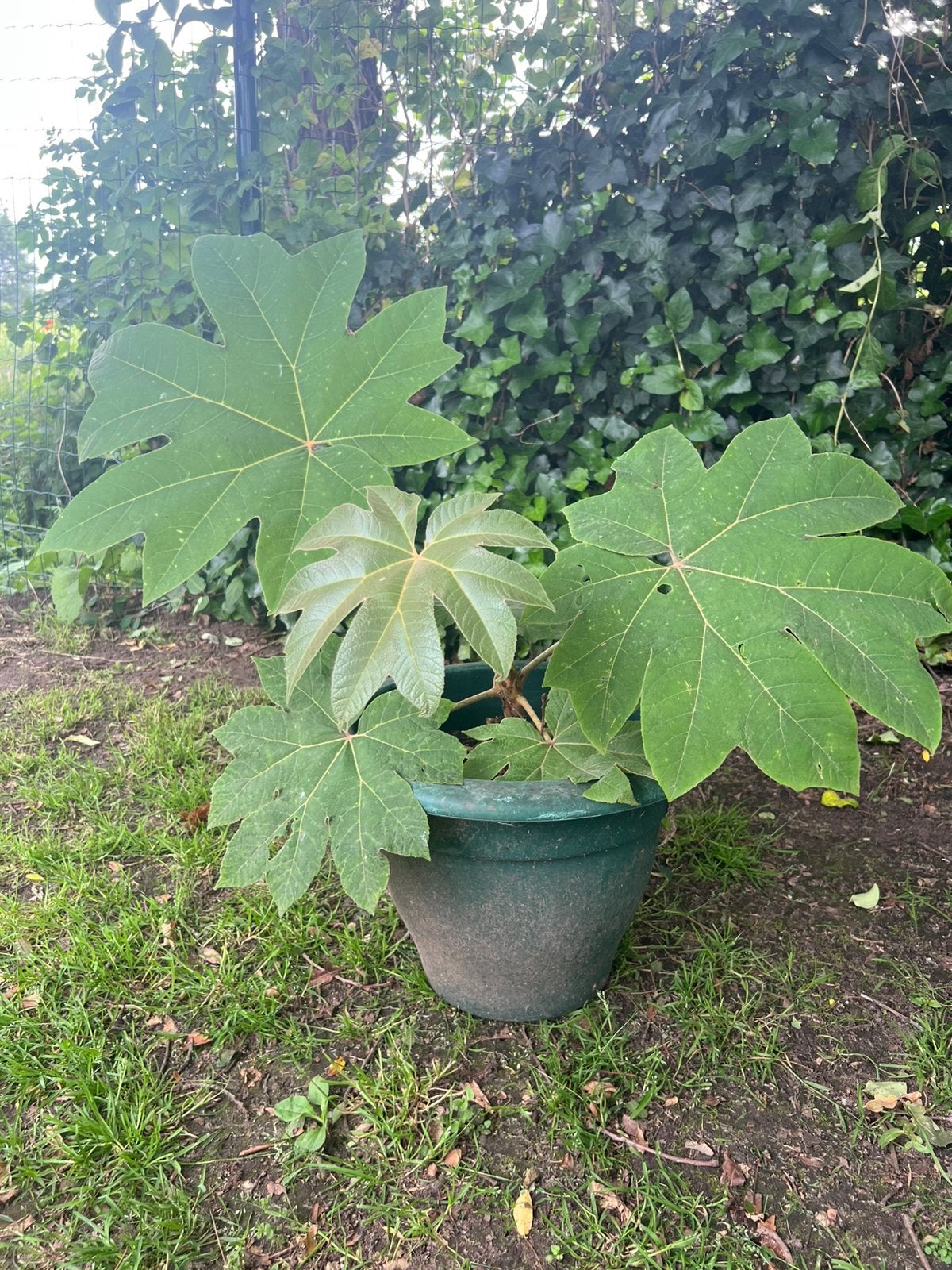② Tetrapanax papyrifer of rijstpapierplant (m2407181262) — Plantes ...