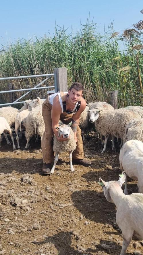 ② fok rammen — Schapen, Geiten en Varkens — 2dehands