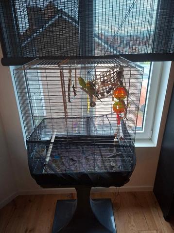 ② grasparkiet — Oiseaux | Perruches & Perroquets — 2ememain