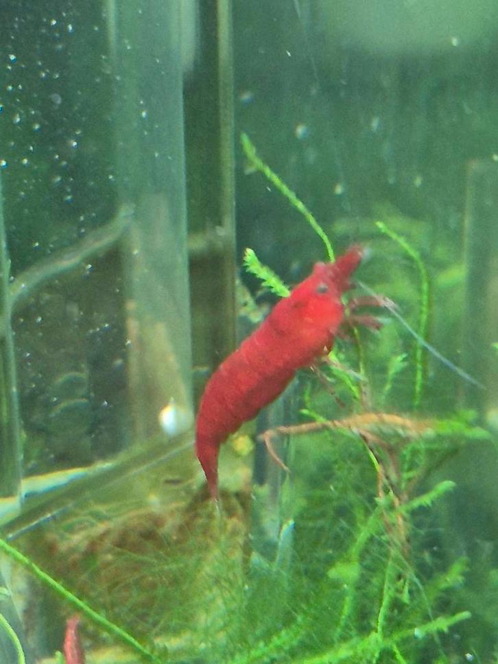 ② Garnalen Neocaridina Bloody Mary — Poissons | Poissons d'aquarium ...