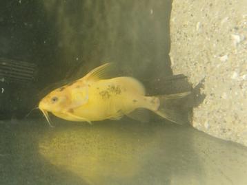 ② Unieke Golden Nigrita Synodontis Catfish — Vissen | Aquaria en ...