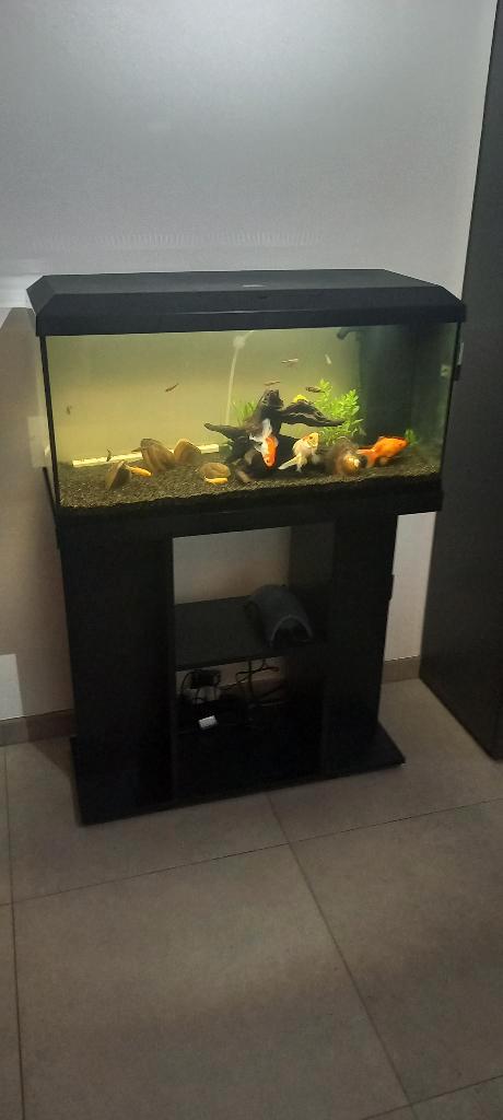 ② Aquarium LED Juwel Primo 110 + support Juwel SB 835 +... — Poissons ...