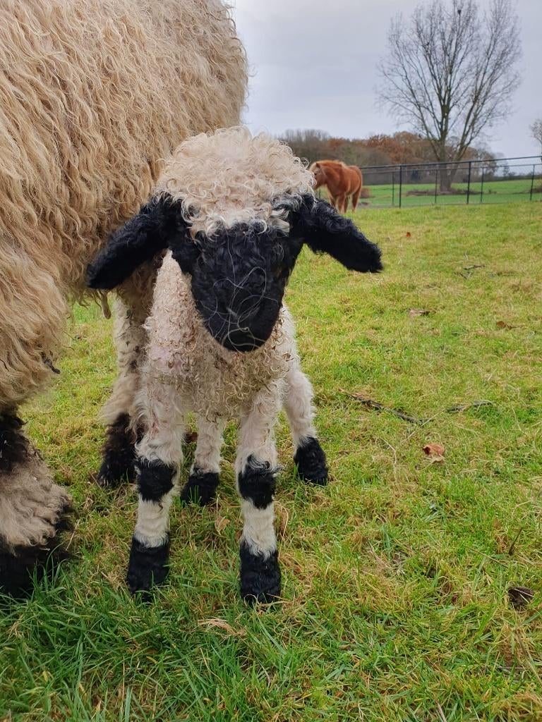 ② WALLISER SCHWARZNASE, zwartneusschaap, RAM — Schapen, Geiten en ...