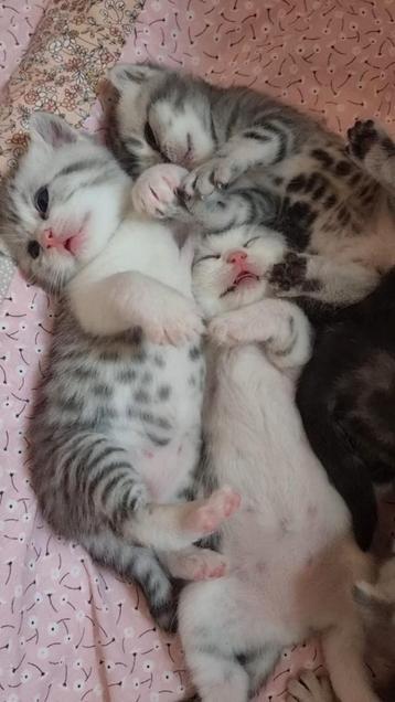 ② Brits korthaar kittens met stamboom — Chats & Chatons | Chats de race ...