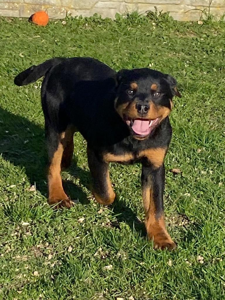 ② Rottweiler reu — Honden | Bulldogs, Pinschers en Molossers — 2dehands