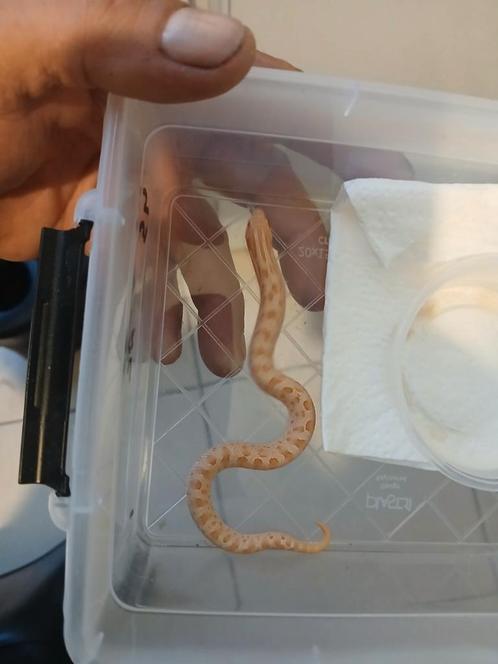 ② Albino conda haakneus slangen NK25 — Reptiles & Amphibiens — 2ememain