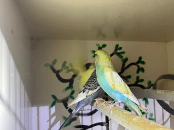 ② Grasparkiet — Vogels | Parkieten en Papegaaien — 2dehands