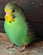 Vind grasparkieten | Vogels | Parkieten en Papegaaien Te Koop | 2dehands