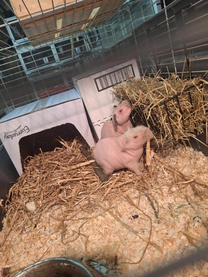 ② Skinny/naaktcavias beschikbaar — Knaagdieren — 2dehands