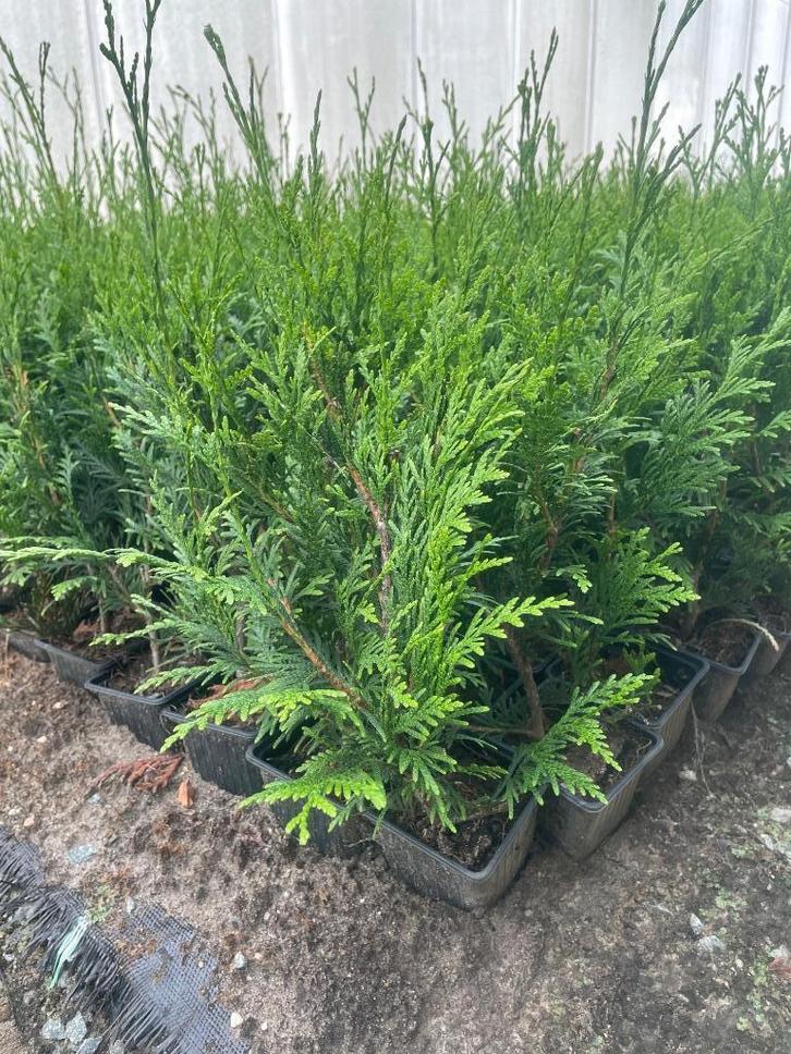 ② Thuja Plicata Atrovirens — Planten | Struiken en Hagen — 2dehands