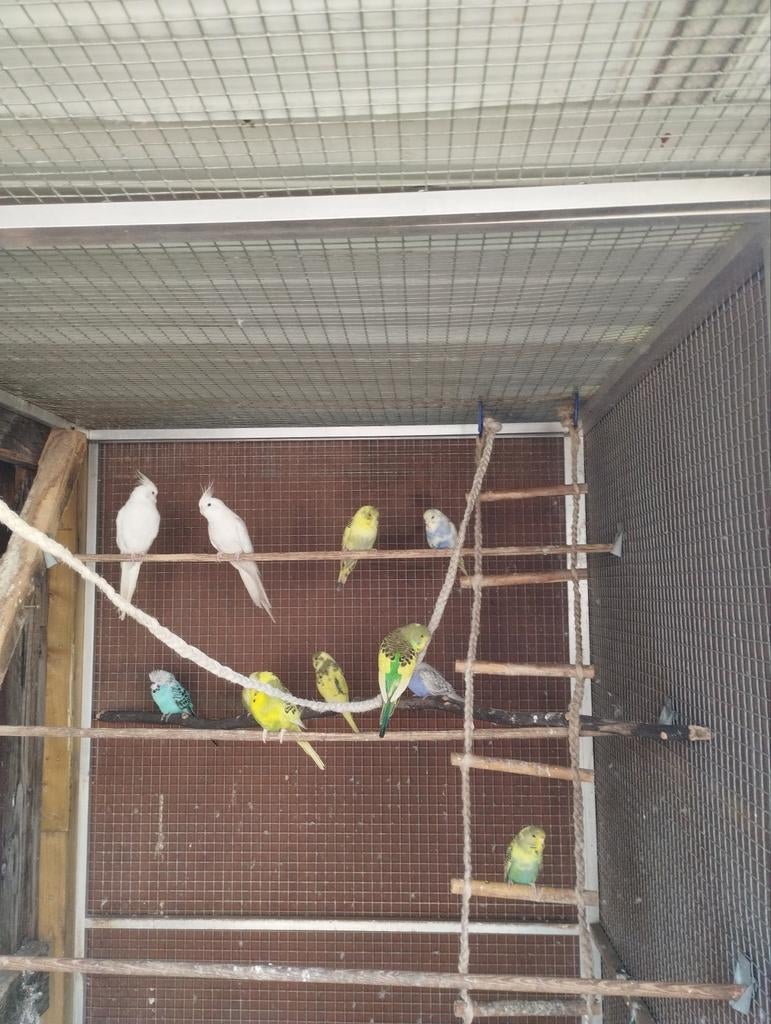 ② Engelse grasparkieten in verschillende kleurslagen — Vogels ...