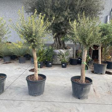 ② Olijfbomen olea europaea aan stuntprijzen! — Plantes | Arbres — 2ememain