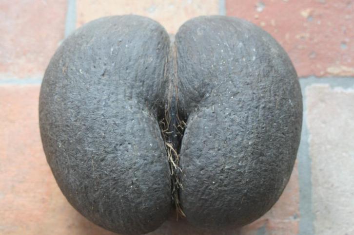 ② Coco de mer cru (noix de coco de mer) des Seychelles — Minéraux ...