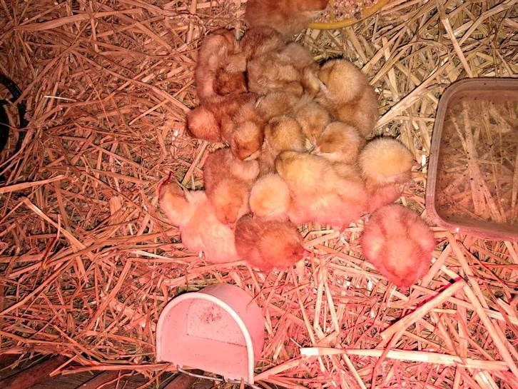 ② Kuikens van isa brown kippen, beste legkippen die er — Pluimvee ...