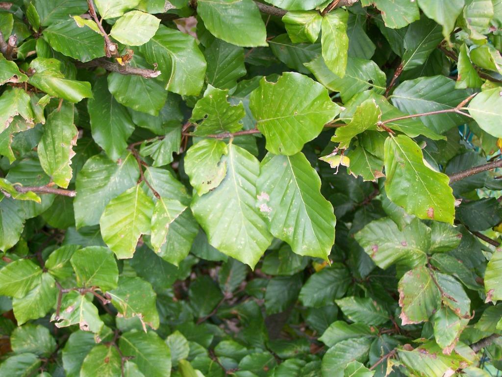 ② Groene beuk, rode beuk, Ligustrum en haagbeuk - haagplanten — Planten ...