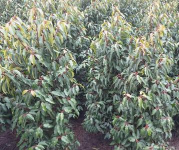 ② ‼️Portugese laurier aan promoprijzen ‼️ — Planten | Struiken en Hagen ...