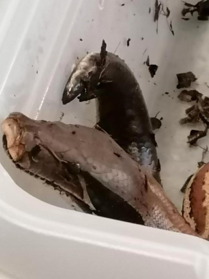 ② Python brongersmai — Reptielen en Amfibieën — 2dehands