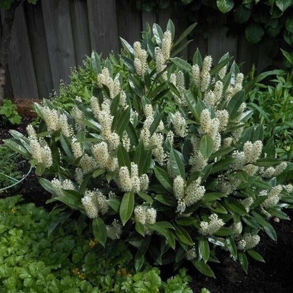 ② Prunus Otto Luyken pot 1.5L — Planten | Struiken en Hagen — 2dehands