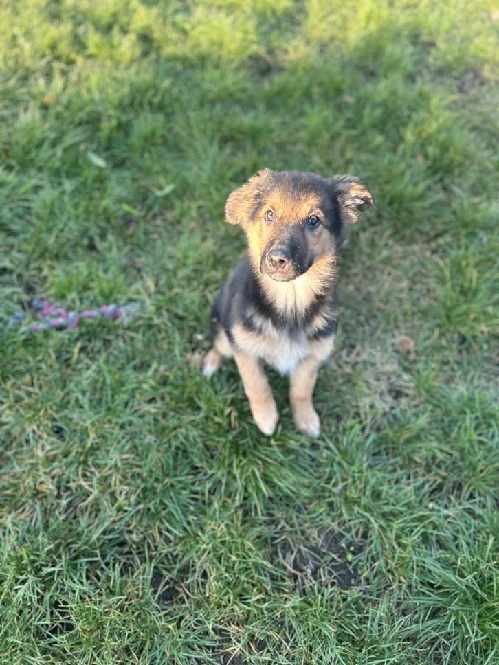 ② super lieve kruising Duitse herder/mechelaar — Honden | Niet ...