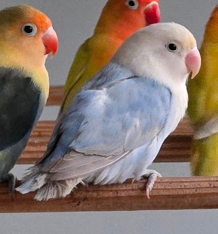 ② Blauwe Dilute Fischeri Pop 2025 met dna — Vogels | Parkieten en ...